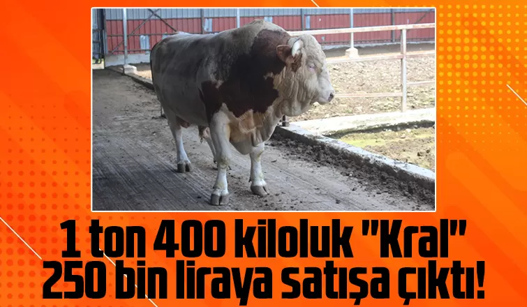 1 ton 400 kiloluk kurbanlık boğa otomobil fiyatına satılıyor